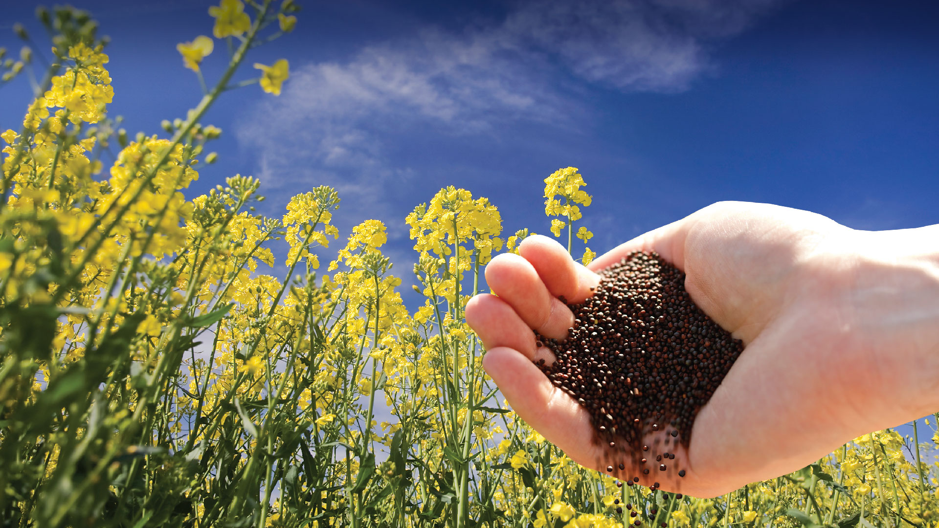Oilseed Cultivation: A profitable business opportunity – Invest Punjab ...
