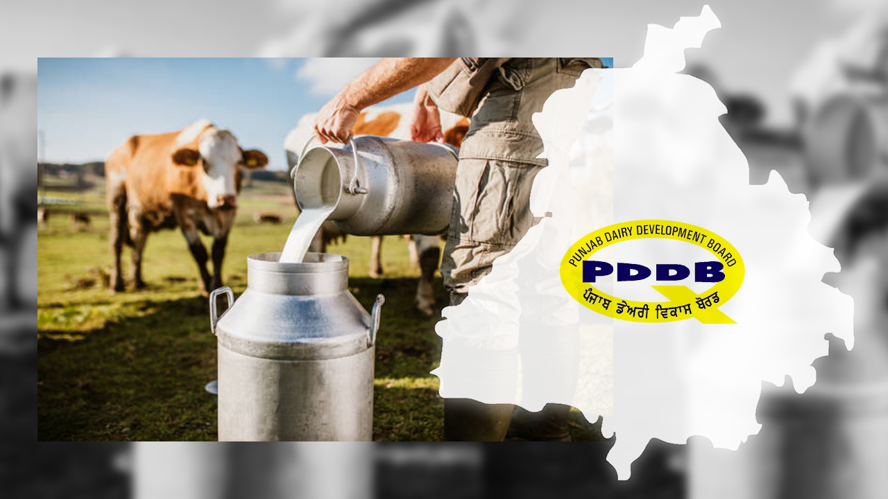 Punjab Dairy Development Board: Empowering Punjab’s Dairy Sector ...