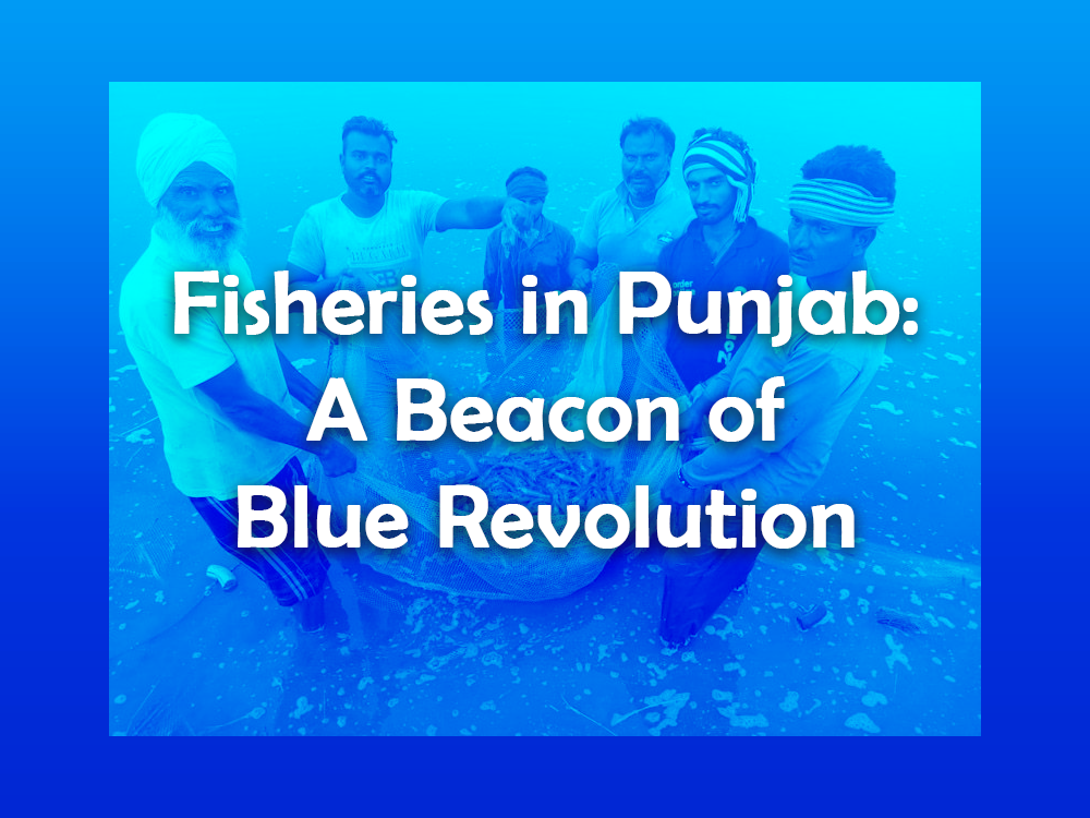 Fisheries in Punjab: A Beacon of Blue Revolution – Invest Punjab Blogs